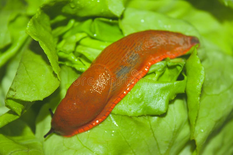 Red snail on a salad leaf stock image. Image of snail - 155527309