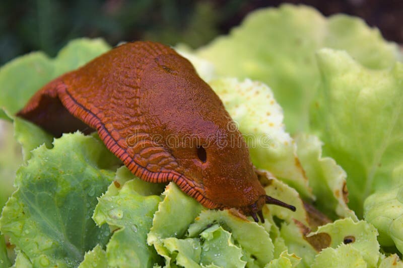 Red snail on a salad leaf stock image. Image of macro - 176938193