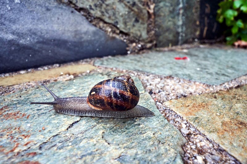A Red Snail with a Shell Crawling on a Concrete Wall after Rain Stock ...