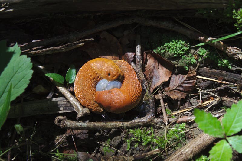 Red snails in the forest stock photo. Image of snails - 156762488