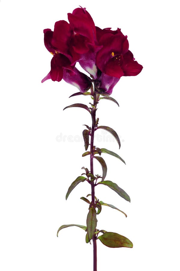 Red Snapdragon (Antirrhinum) Isolated Stock Image - Image of petal ...