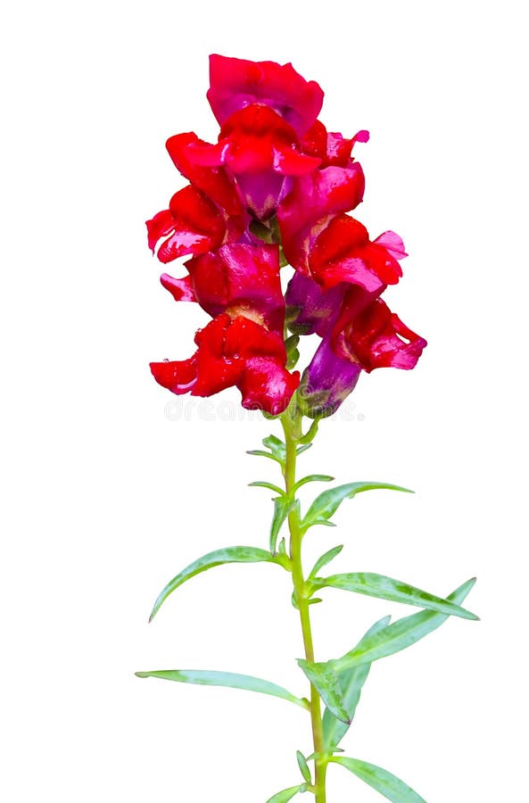 Red Snapdragon Flowers Isolated Stock Photo - Image of fresh, flora ...