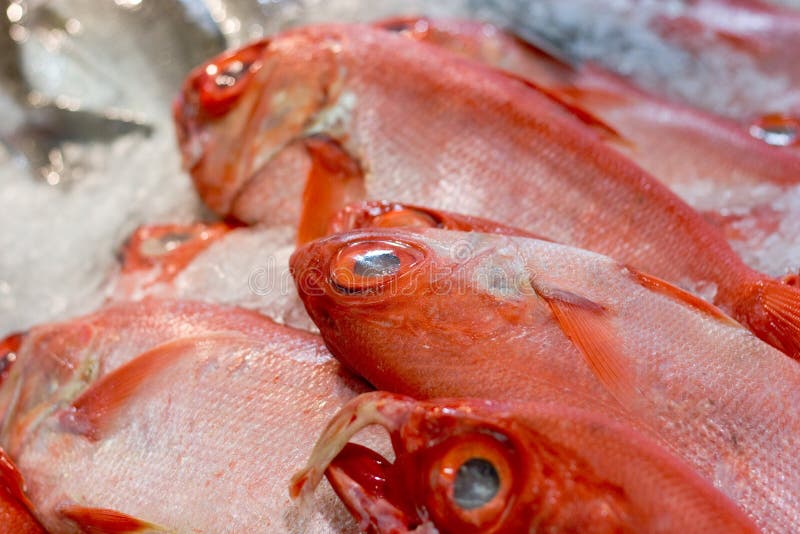 Red Snaper on a Display at Fish Market Stock Image - Image of auckland ...