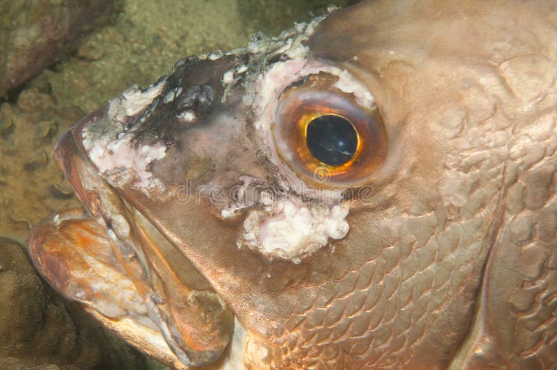 Snapper face stock photo. Image of snapper, zealand, marine - 16699514