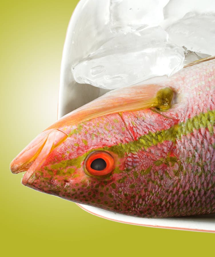 Red Snapper stock image. Image of fish, fresh, meal, seafood - 247765