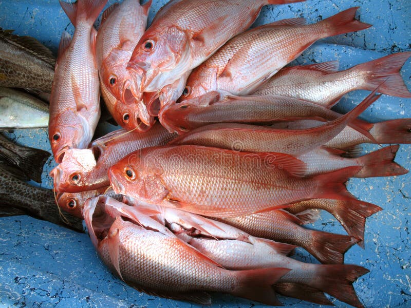 Red Snapper Catch stock photo. Image of sports, fishing - 2922042