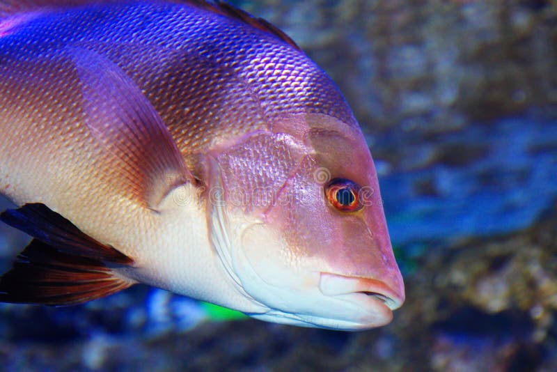 Red snapper stock photo. Image of fish, animals, silver - 53777634