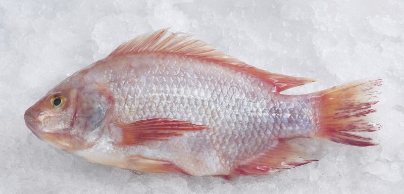 Red snapper fish stock photo. Image of freshness, market - 13657266