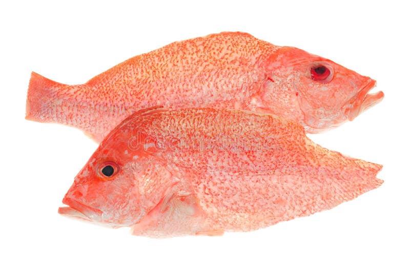 Red Snapper Fish stock photo. Image of food, diet, preparation - 25776540
