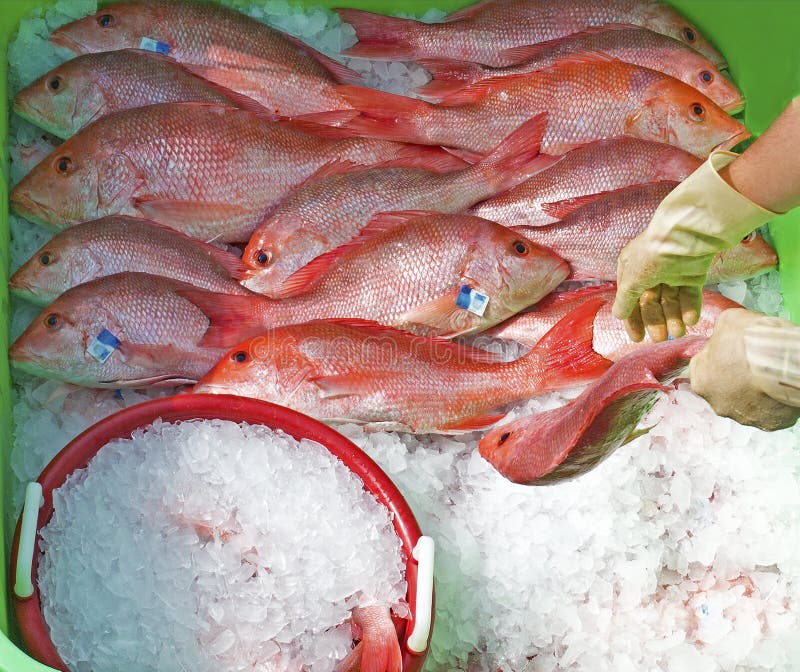 165 Caught Red Snapper Stock Photos - Free & Royalty-Free Stock Photos ...
