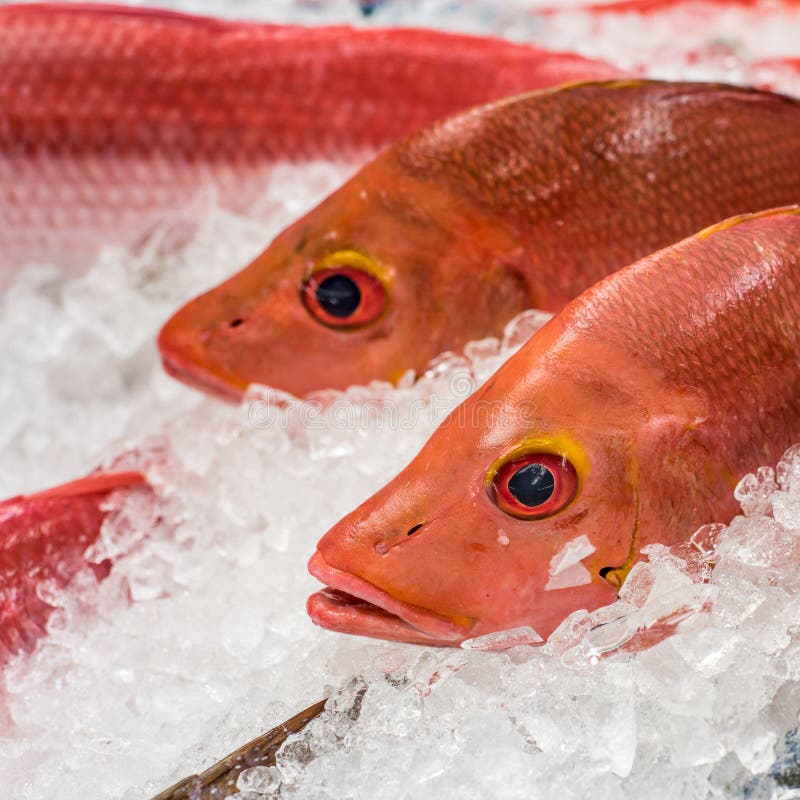 Red Snapper at a Fish Market Stock Photo - Image of fish, heap: 111540122