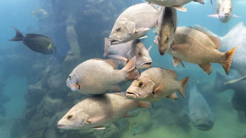 Red Snapper Fish School in the Tropical Sea Stock Image - Image of ...