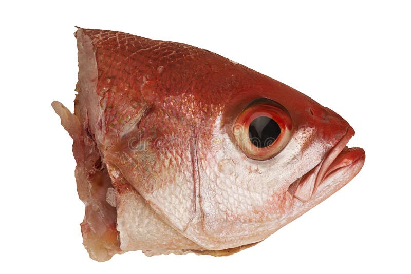 Red Snapper Head stock photo. Image of healthy, food, lunch - 3842366