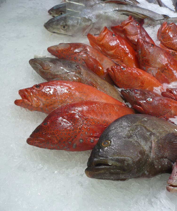 Red Snapper fishes stock photo. Image of cook, fresh - 32175060