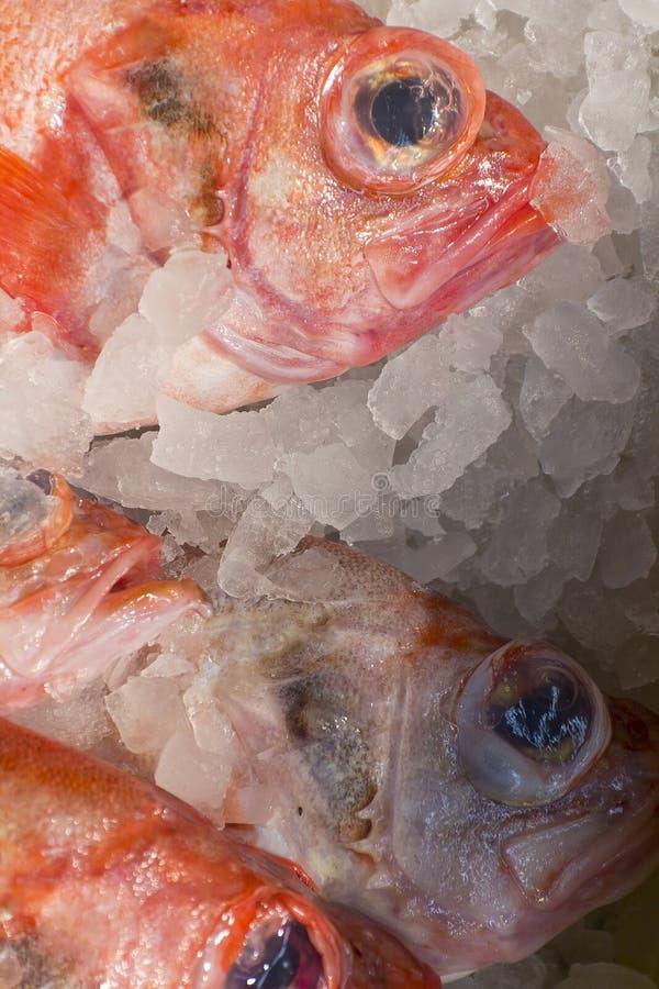 Red Snapper Ice stock photo. Image of snapper, pink, scales - 50097070