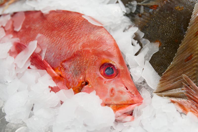 Red Snapper on Market Display Stock Photo - Image of ingredient, green ...