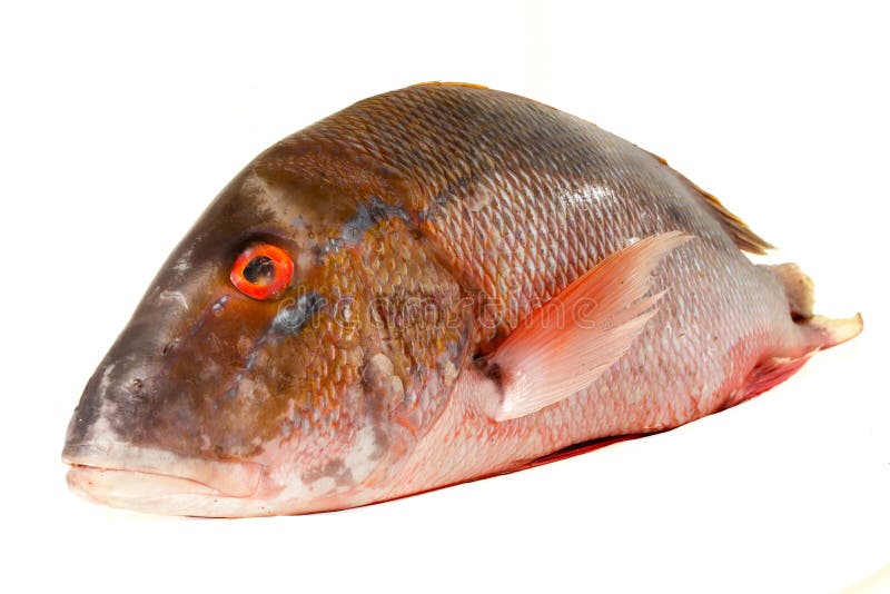Red snapper stock image. Image of healthy, white, single - 43845865