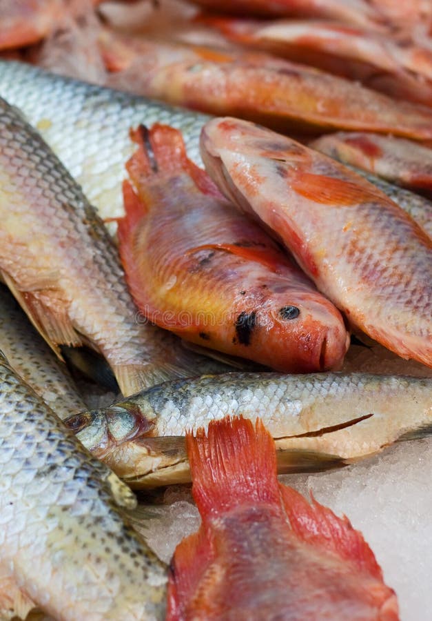 Red snapper stock photo. Image of eating, fishy, food - 43816878