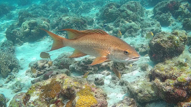 A Red Snapper Swims in a Coral Reef, Surrounded by Other Fish Stock ...