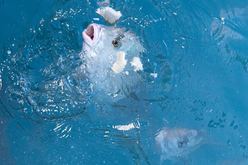 Red Snappers Fish while Eating Stock Photo - Image of white, auckland ...