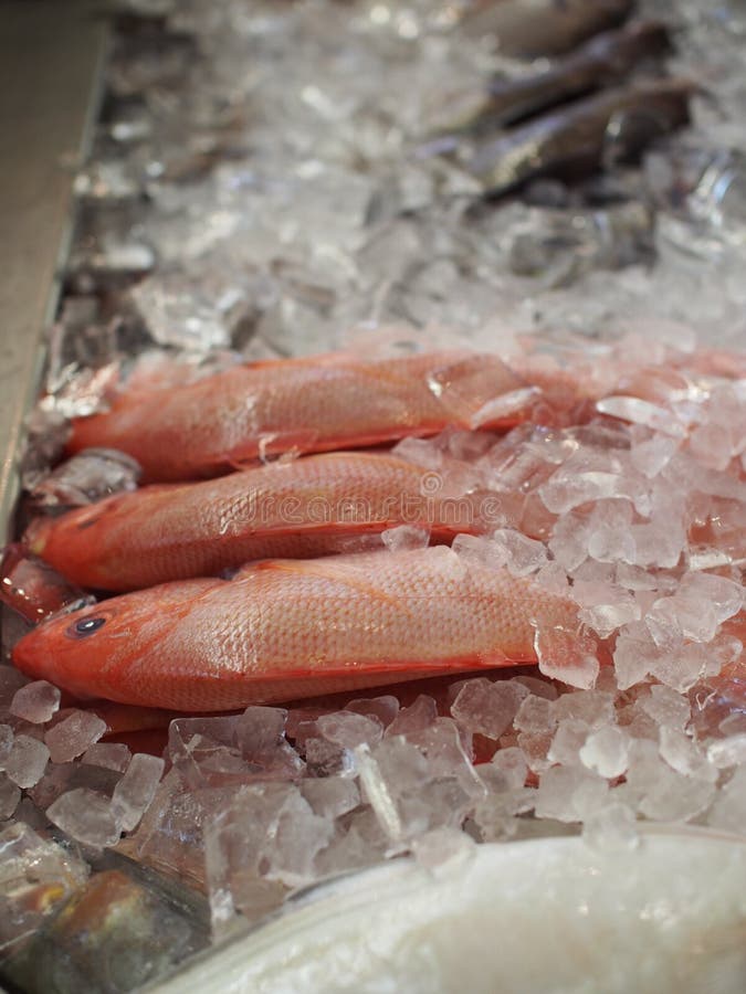 Red Snappers stock image. Image of island, cuisine, city - 41814599