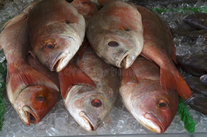 Red snappers on ice stock photo. Image of seafood, uncooked - 4692598