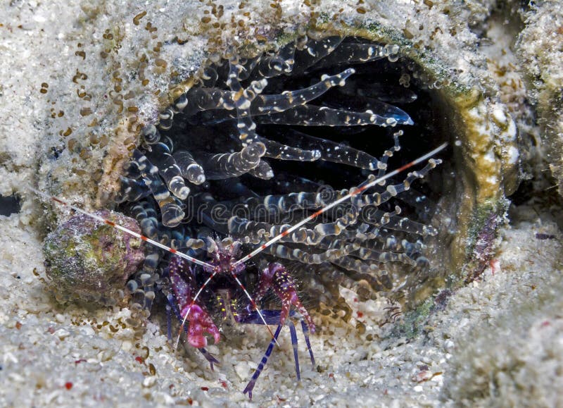 Snapping Shrimp Stock Photos - Free & Royalty-Free Stock Photos from ...