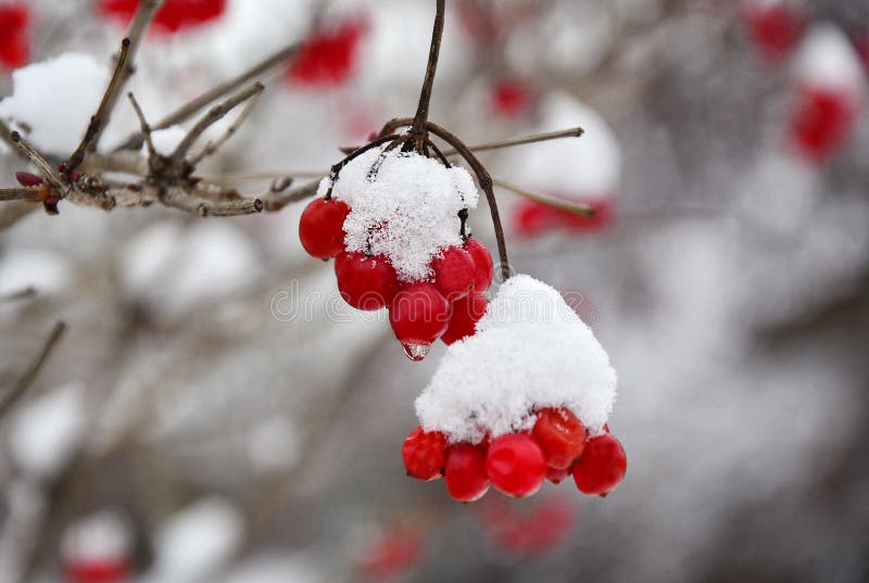 Red Snow-covered Berries of Viburnum Stock Photo - Image of cold, tree ...