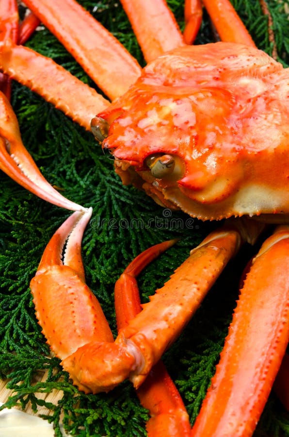 Red snow crab stock photo. Image of food, queen, crab - 25042326