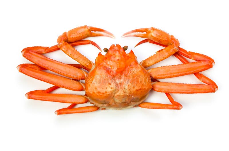 Red snow crab stock image. Image of seafood, healthy - 25042349