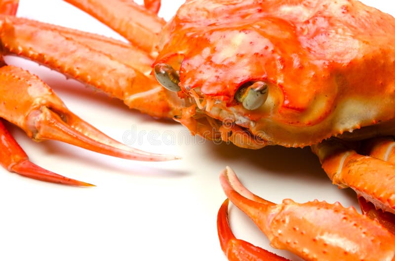 Red snow crab stock image. Image of cancer, crab, shellfish - 25042365