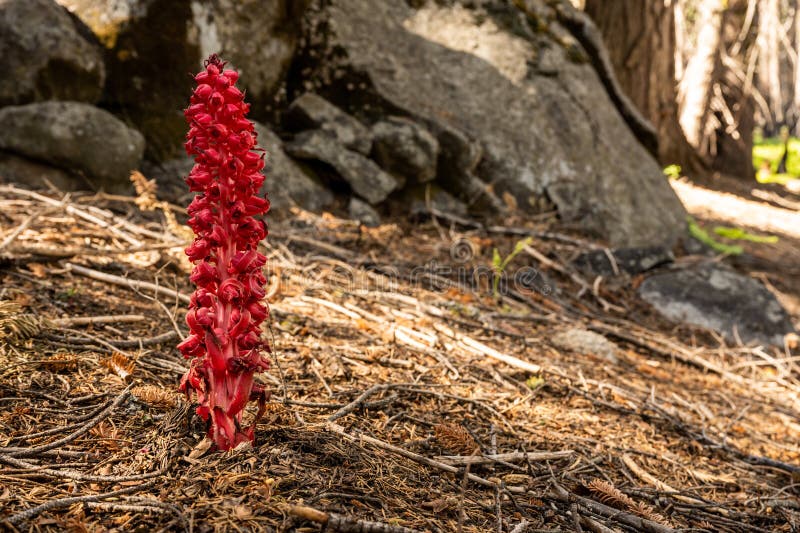 Red Snow Plant Grows on Forest Floor Stock Image - Image of snow ...