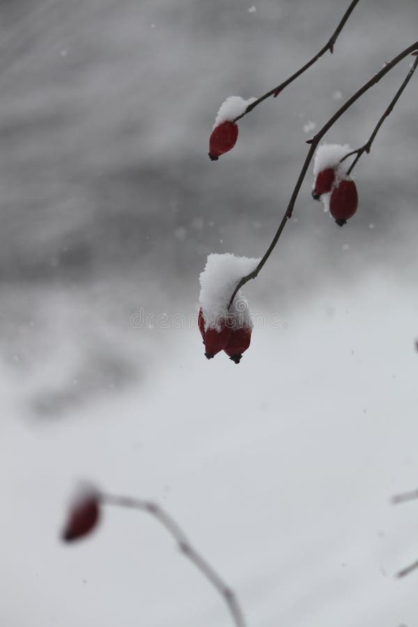 Red, Snow, Winter, Freezing Stock Photo - Image of branch, winter ...