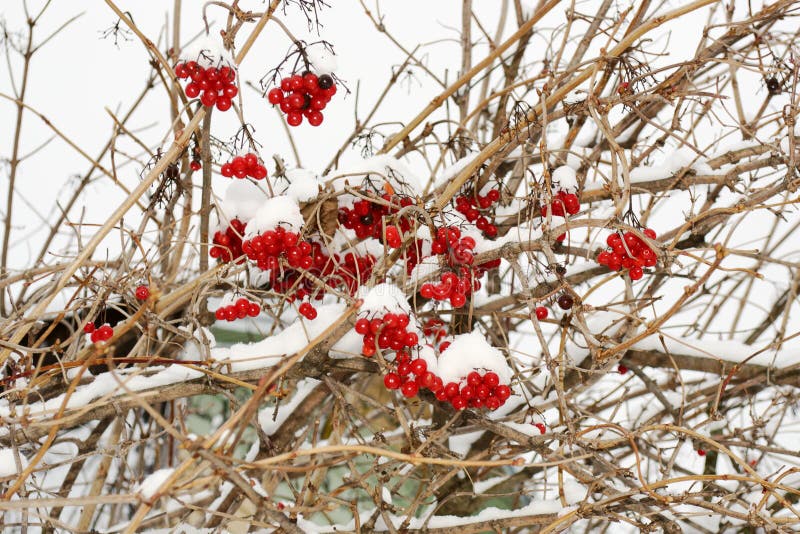 Red Snowball Berries in Winter Stock Photo - Image of frost, vegetation ...