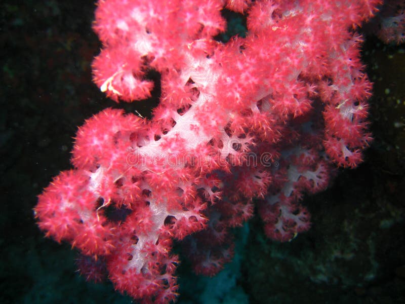 Red soft coral polyps stock photo. Image of pink, great - 17391030