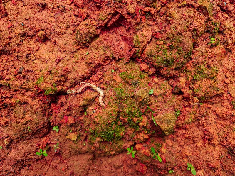 Red soil stock photo. Image of plant, background, geology - 221571778
