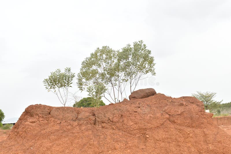 BEAUTIFUL RED SOIL and ROCKS with PLANTS Stock Image - Image of outdoor ...