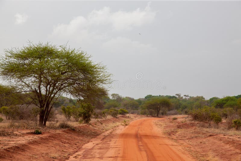Red Soil Way and a Big Tree by the Way Stock Image - Image of grass ...