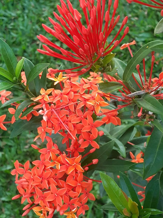 Soka Flower Ornamental Plants Stock Image - Image of flower, nature ...