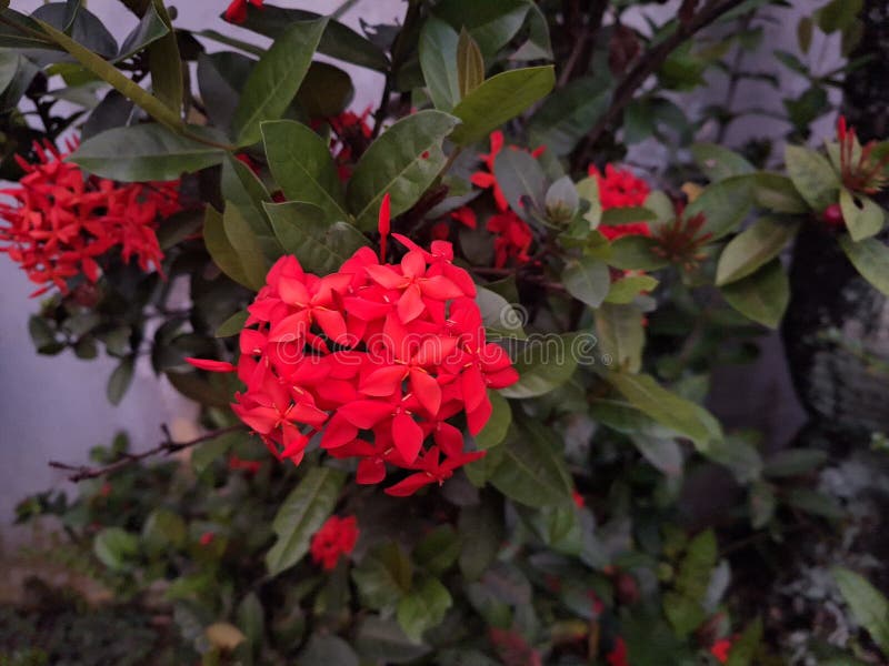 Red Soka Flowers in the Front Yard of the House Stock Photo - Image of ...