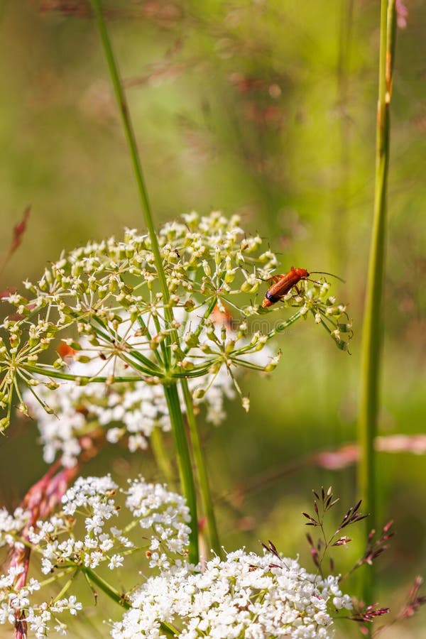 Red Soldier Beetle Crawling on a Wildflower Stock Photo - Image of ...