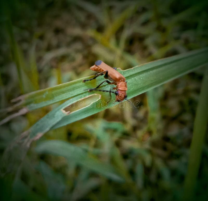 Red Soldier Beetles Commonly Stock Image - Image of flora, black: 314963865