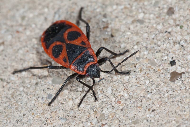Red soldier bug stock image. Image of firebug, black - 30574369