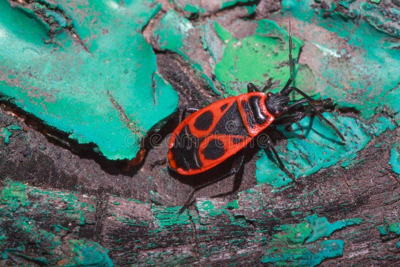Red Soldier Bug Crawls Along the Trunk of a Colored Tree. Stock Image ...