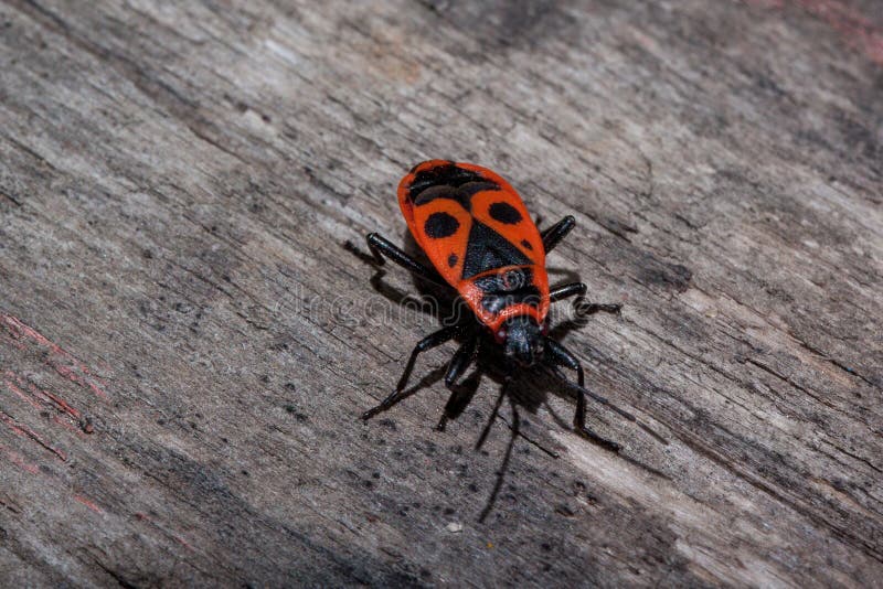Red Soldier Bug Crawls Along the Trunk of a Tree. Stock Photo - Image ...