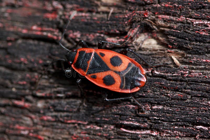 Two Red Soldier Bug on a Wooden Table. Stock Image - Image of ...