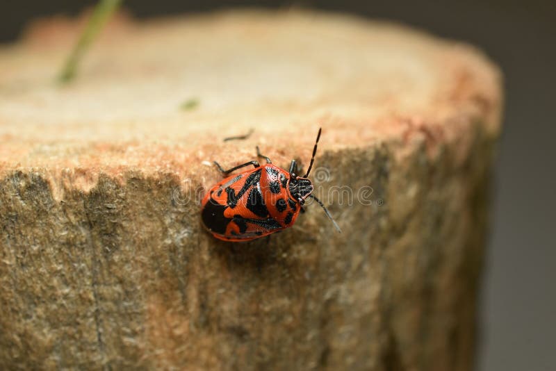 A Red Soldier Bug Crawls Onto a Stump. Stock Image - Image of wildlife ...