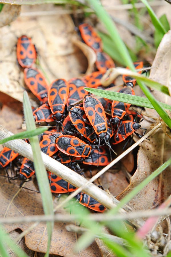 Red soldier bugs stock image. Image of coupling, crawl - 20176039