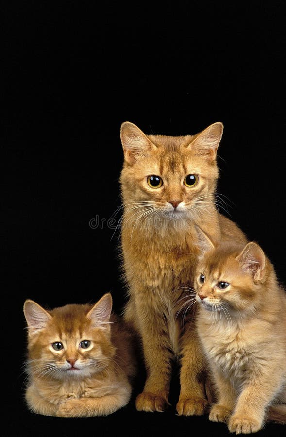 RED SOMALI DOMESTIC CAT, MOTHER with KITTENS Stock Photo - Image of ...