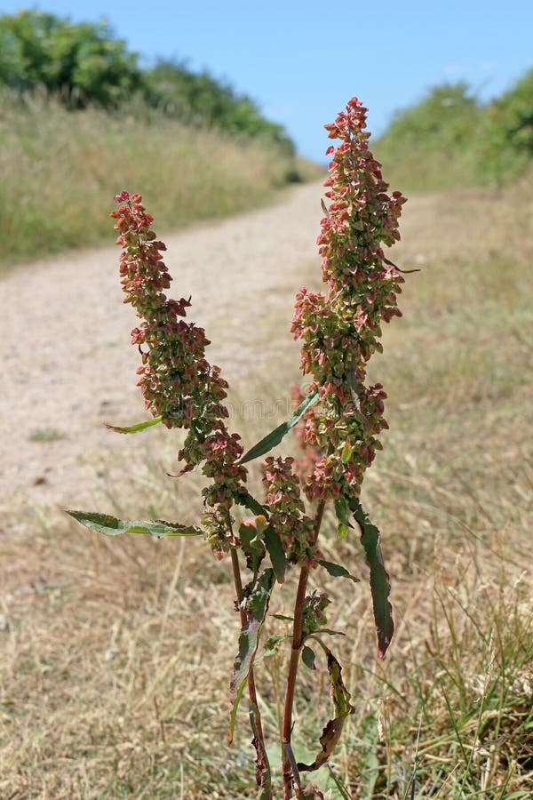 Rumex Acetosella, Commonly Known As Red Sorrel, Sheep& X27;s Sorrel ...